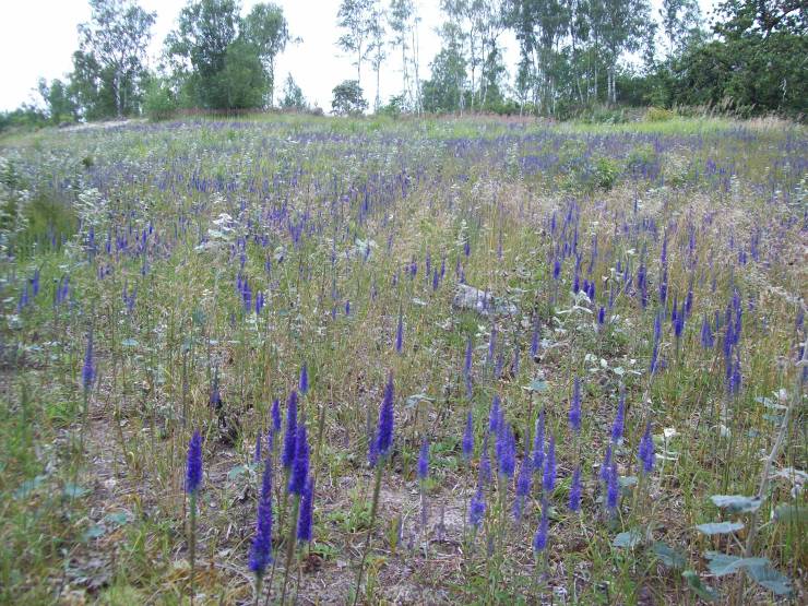 Le Contrat de Fortage - Foncier Valorisation